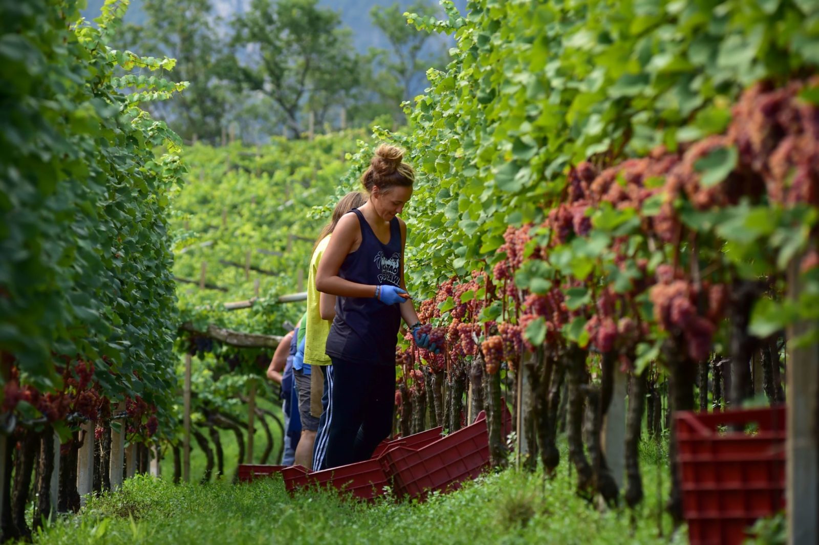 …for Wine Lovers | Tourismusverein Südtiroler Unterland